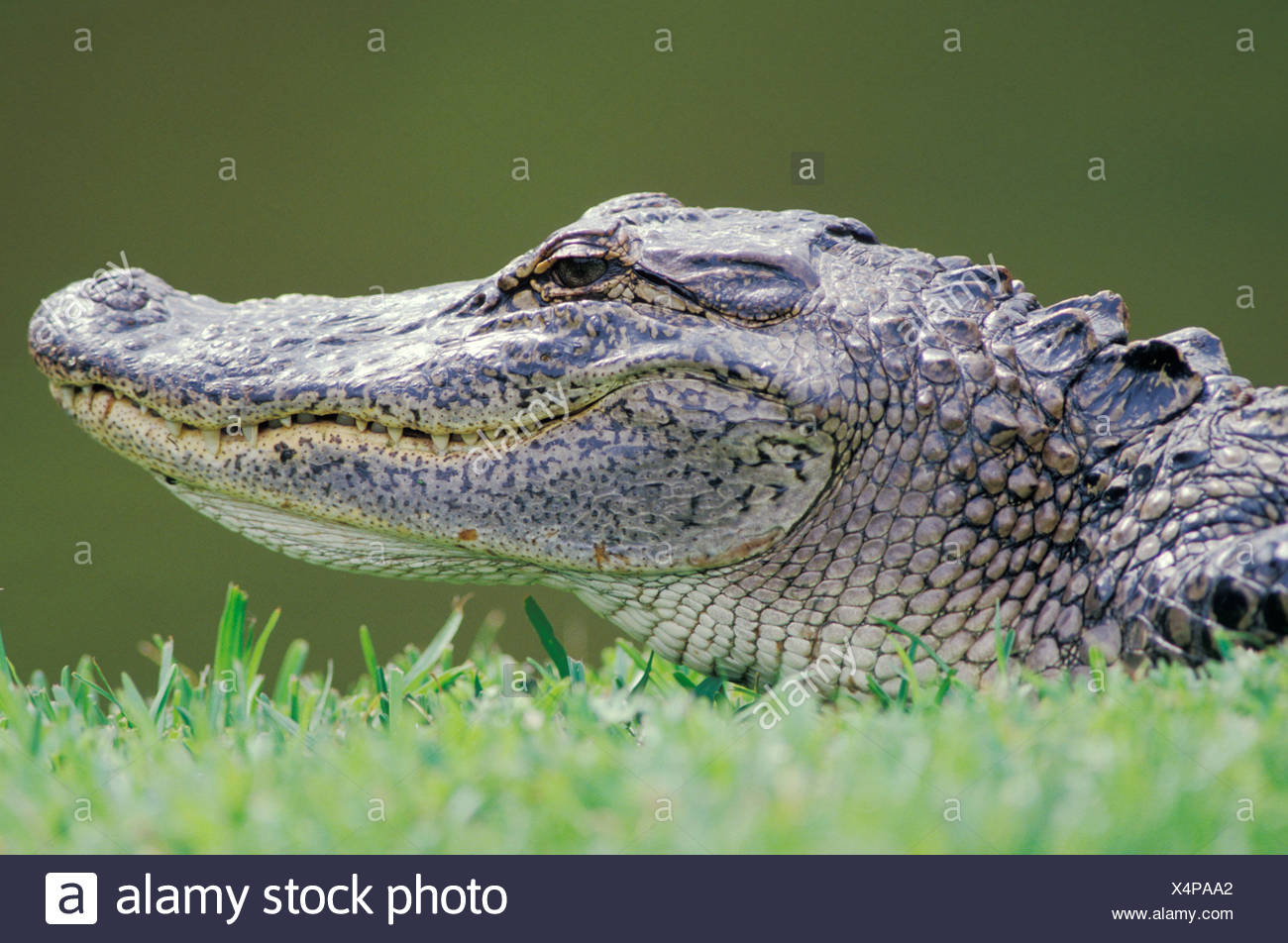 Alligator Profile High Resolution Stock Photography and Images - Alamy