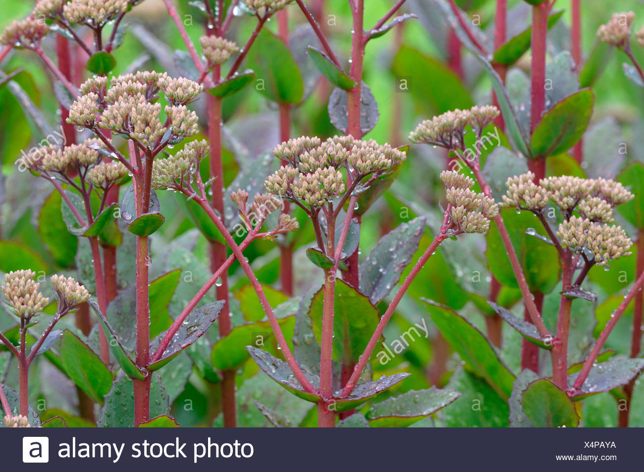 Live Forever Plant High Resolution Stock Photography and Images - Alamy