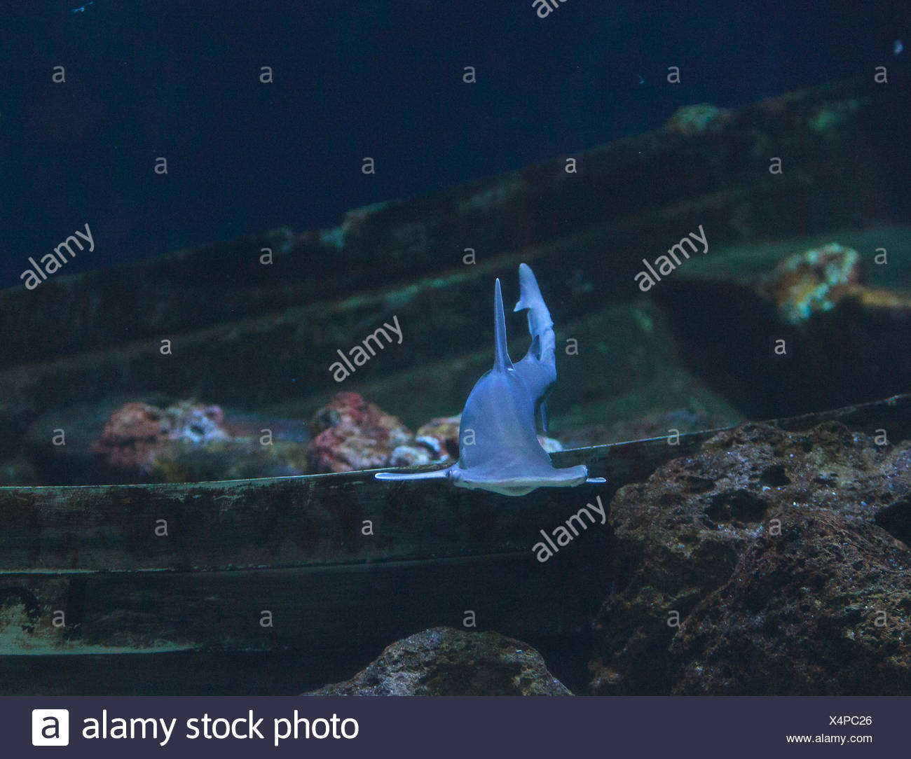 Shark Hammer High Resolution Stock Photography and Images - Alamy