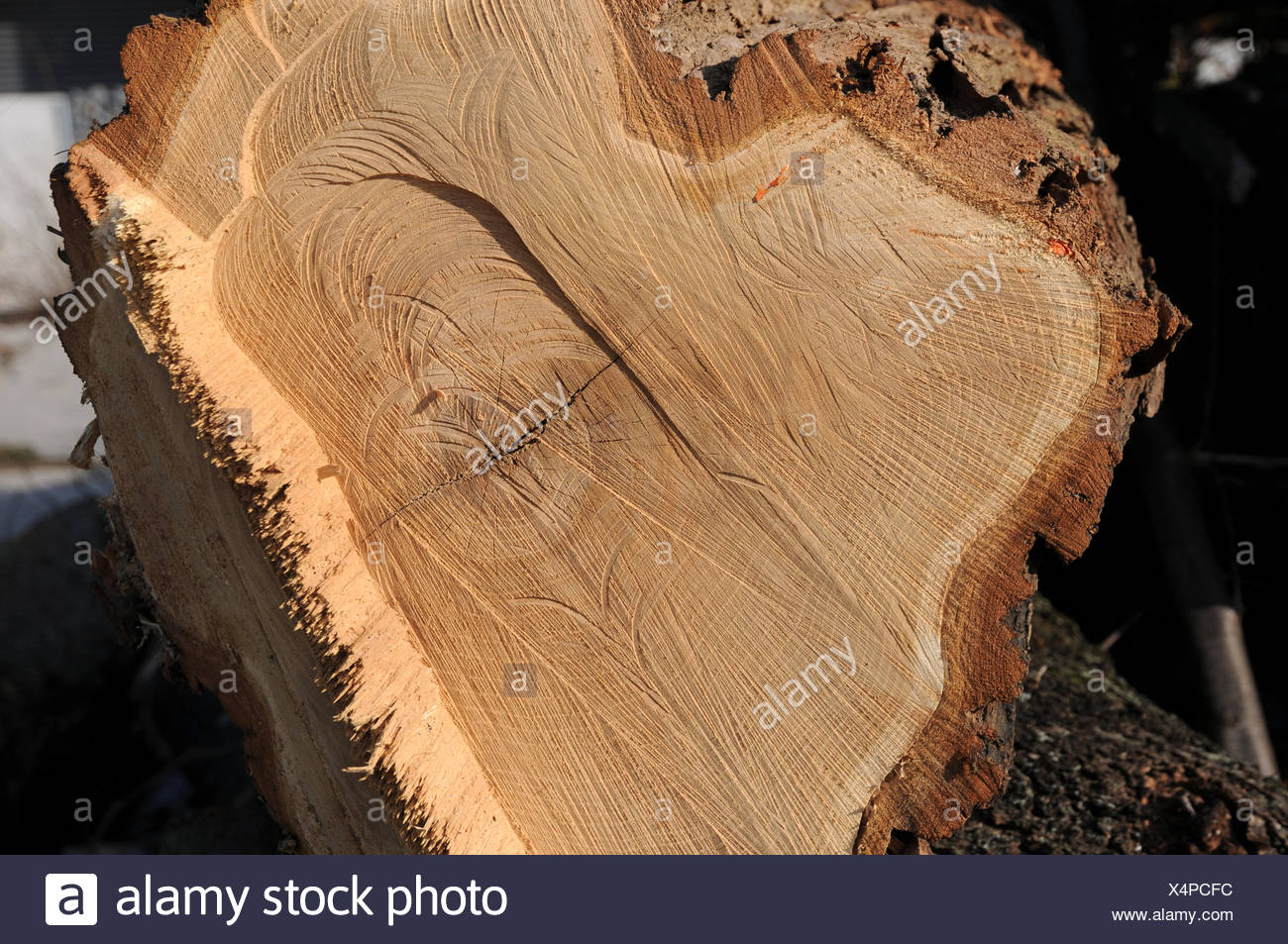 Black Locust Tree Leaf High Resolution Stock Photography and Images - Alamy