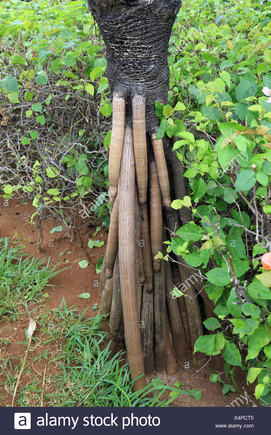 Pandanus Roots High Resolution Stock Photography and Images - Alamy