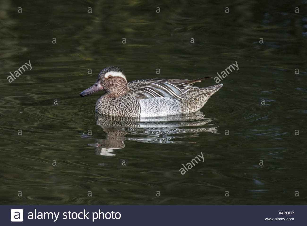 Pinioned High Resolution Stock Photography and Images - Alamy