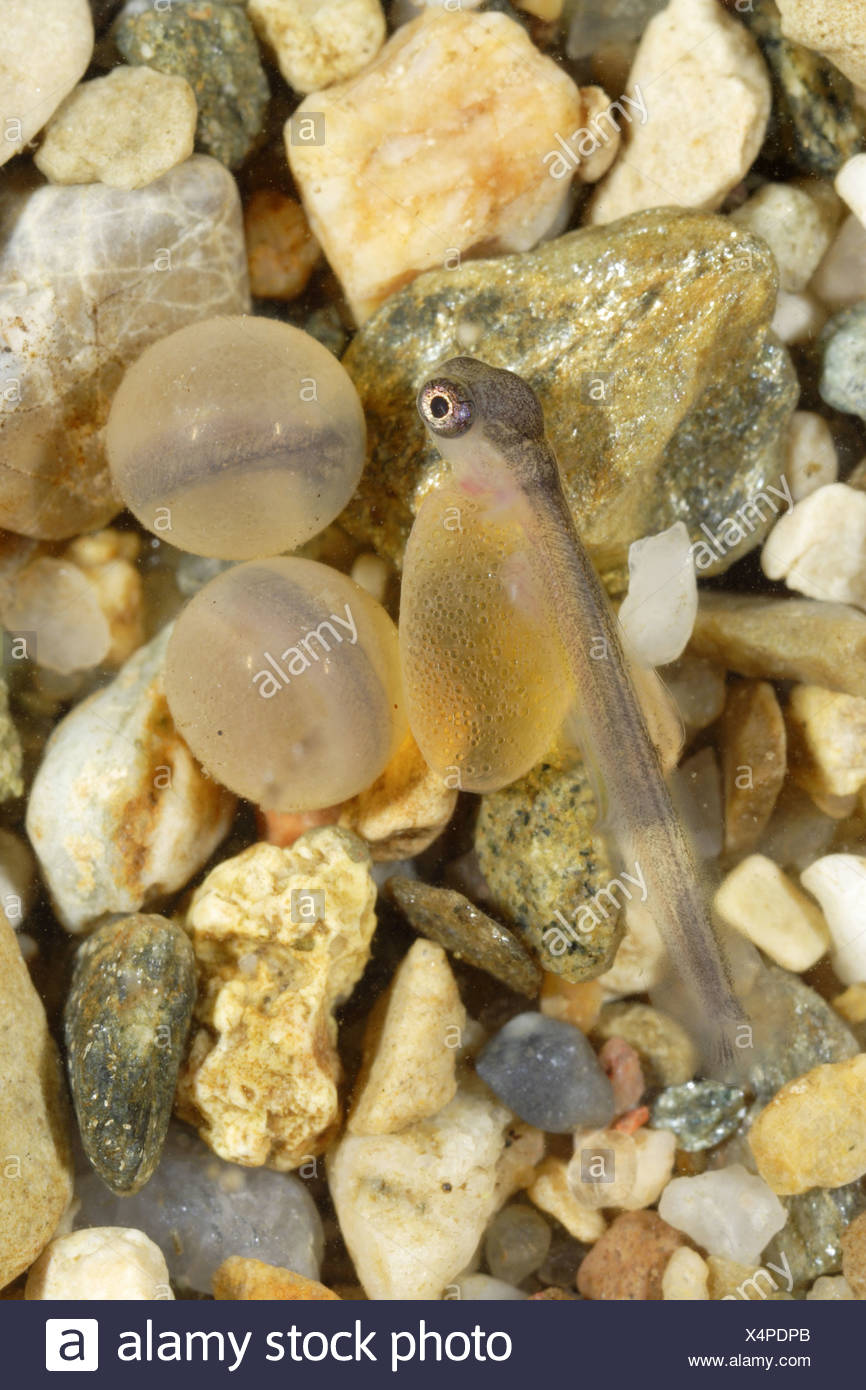 Fish Egg Larvae High Resolution Stock Photography and Images - Alamy