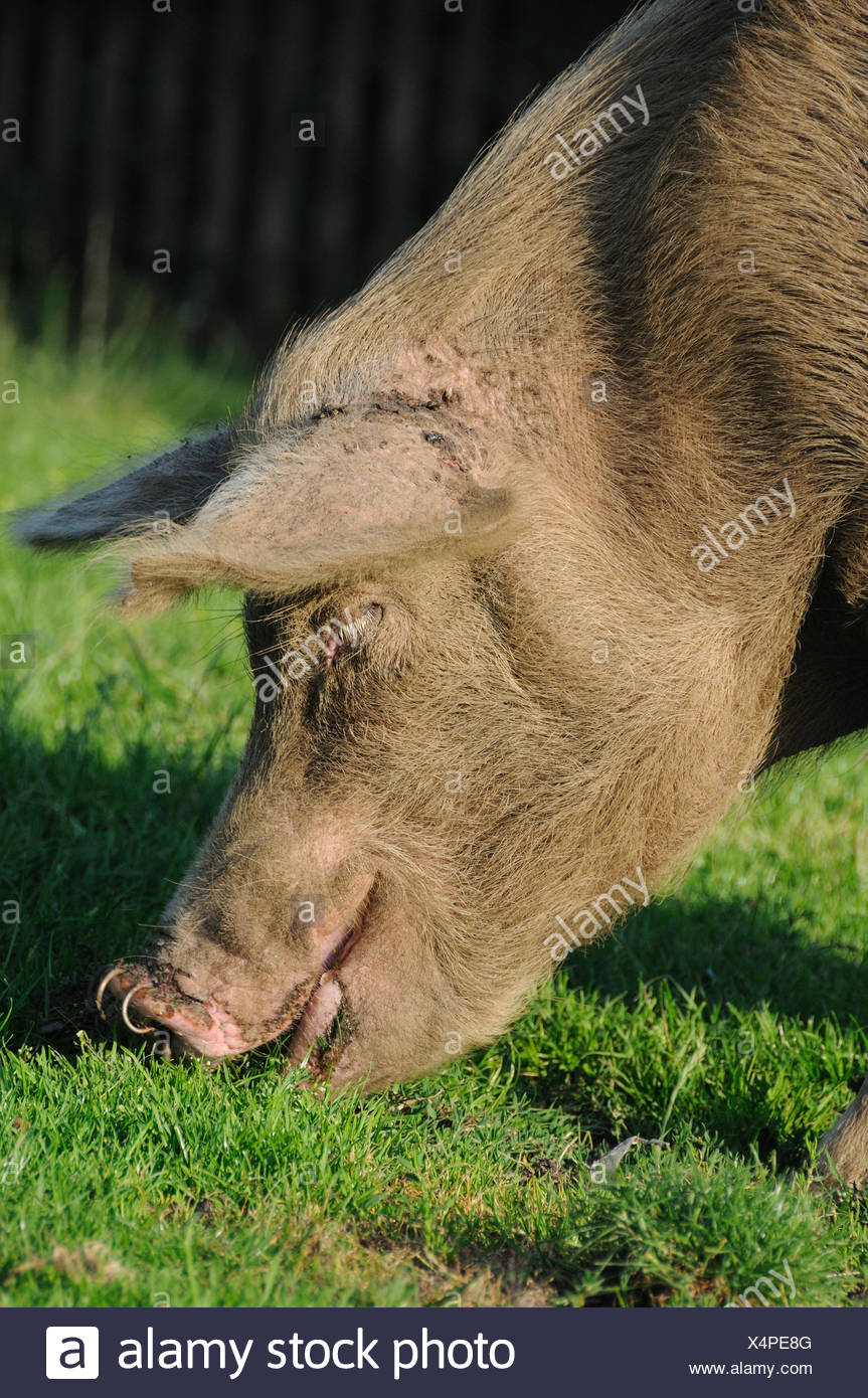 Pig Nose Ring High Resolution Stock Photography and Images - Alamy