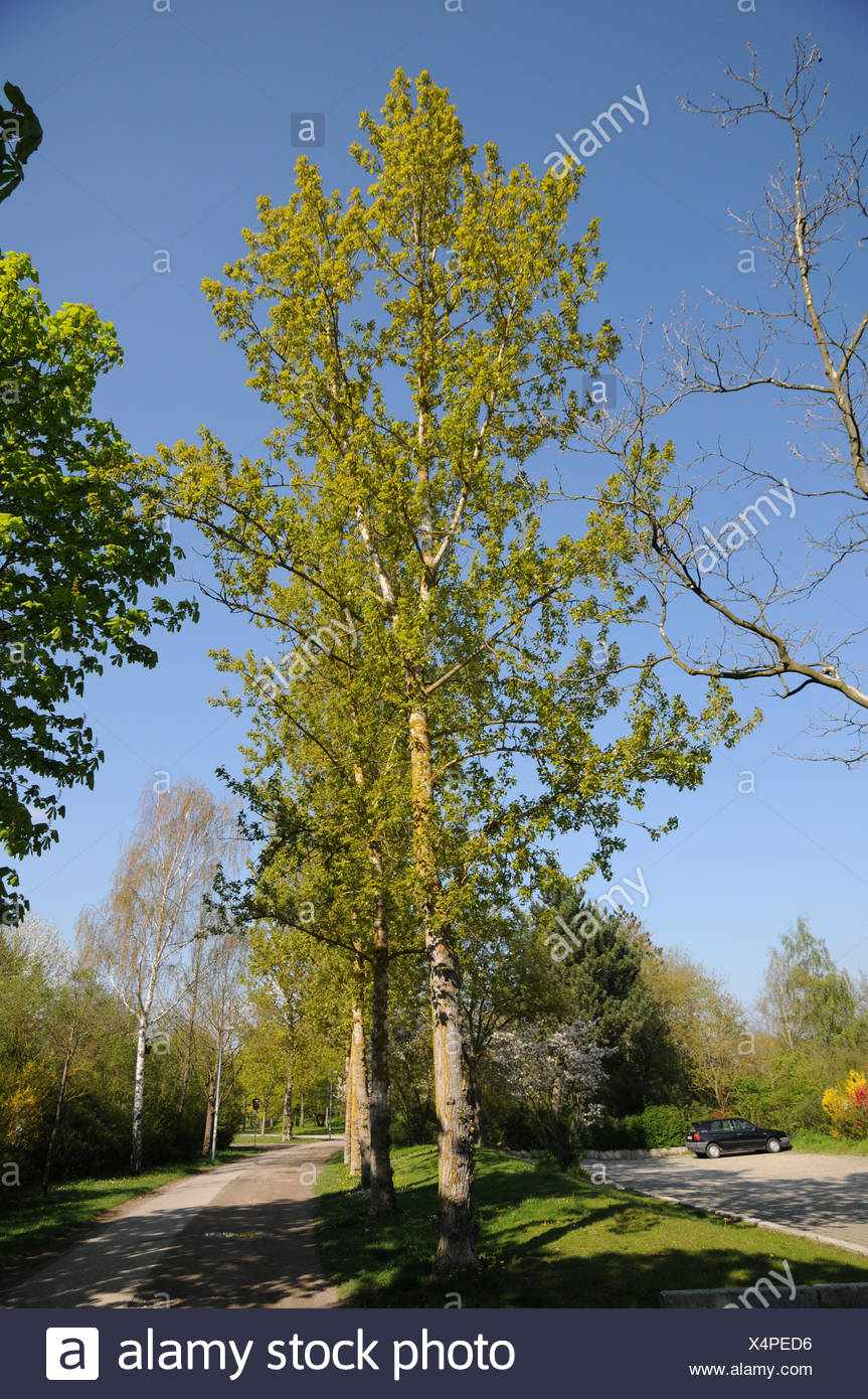 Balsam Poplar Trees High Resolution Stock Photography and Images - Alamy