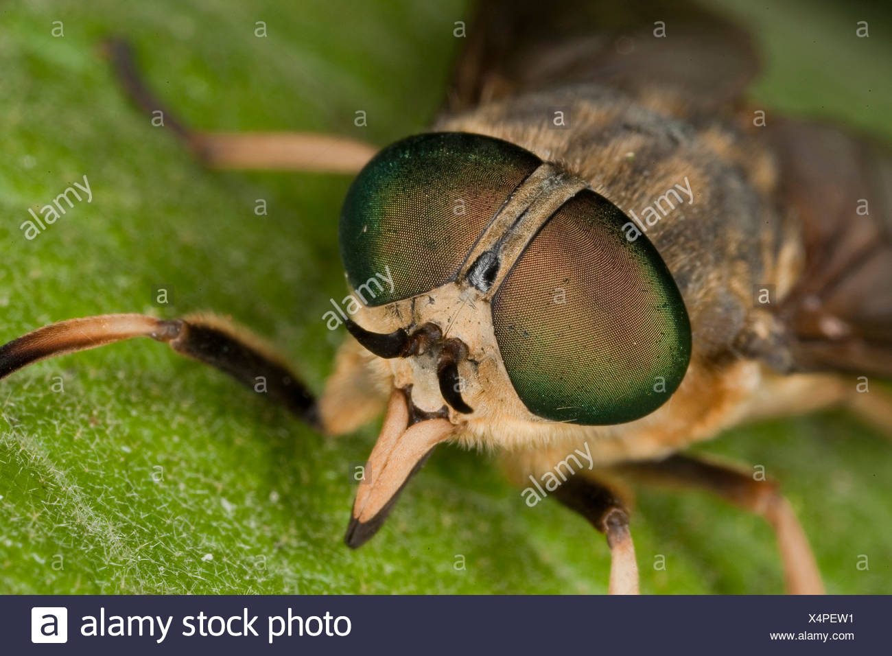 Tabanus Bovinus High Resolution Stock Photography and Images - Alamy