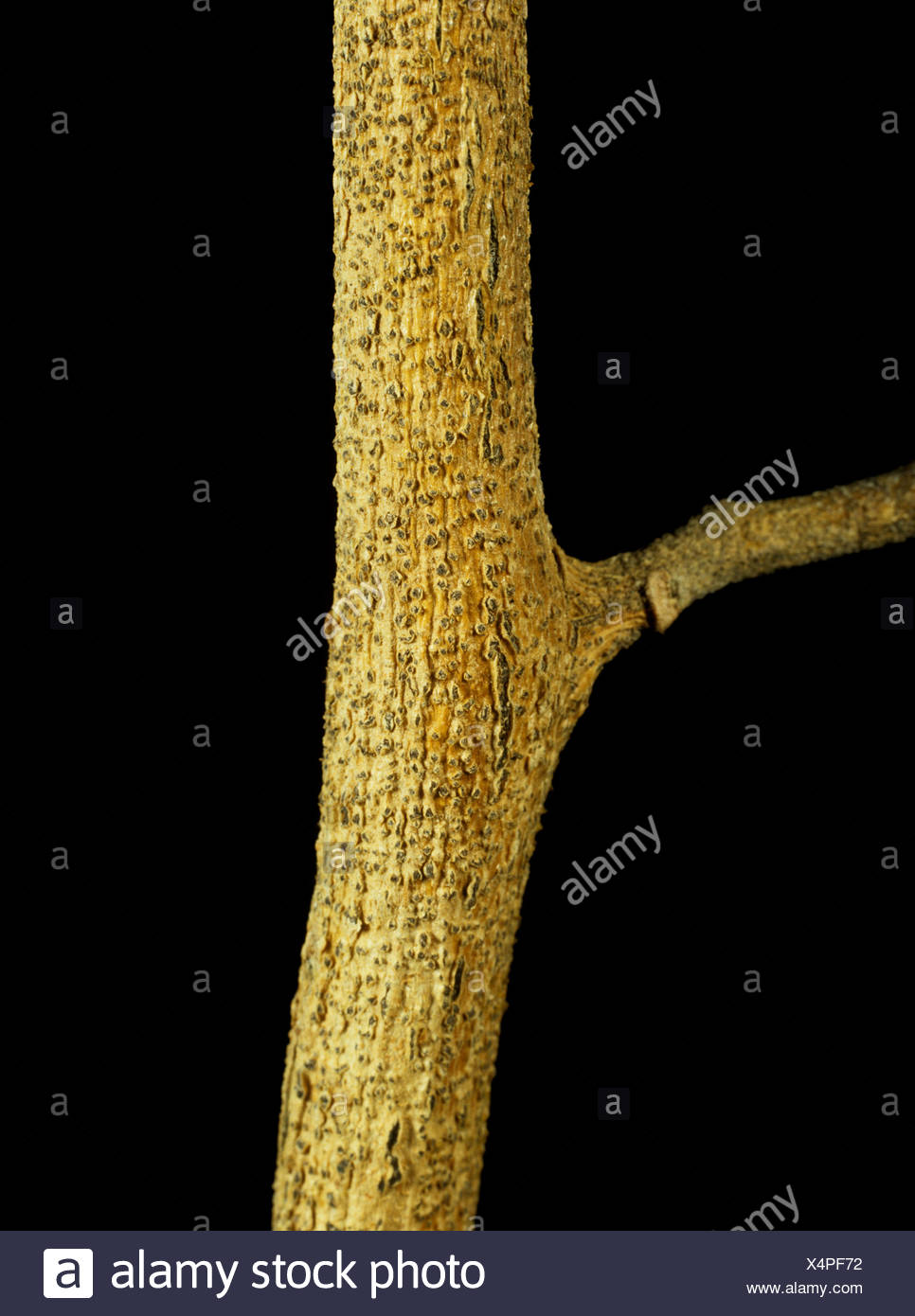 Phomopsis High Resolution Stock Photography and Images - Alamy