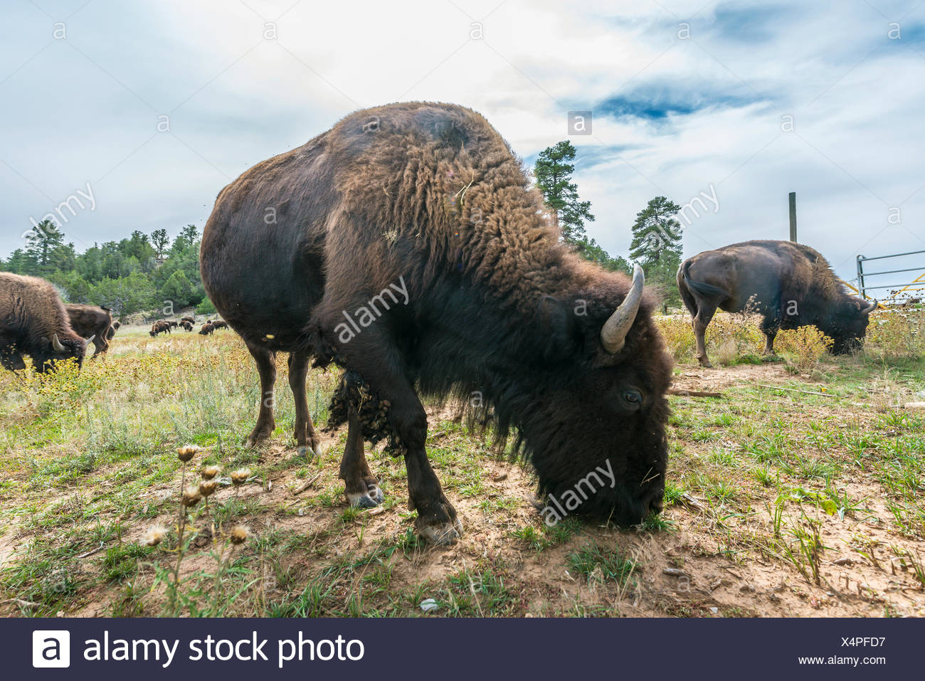 Hybrid Cattle High Resolution Stock Photography and Images - Alamy