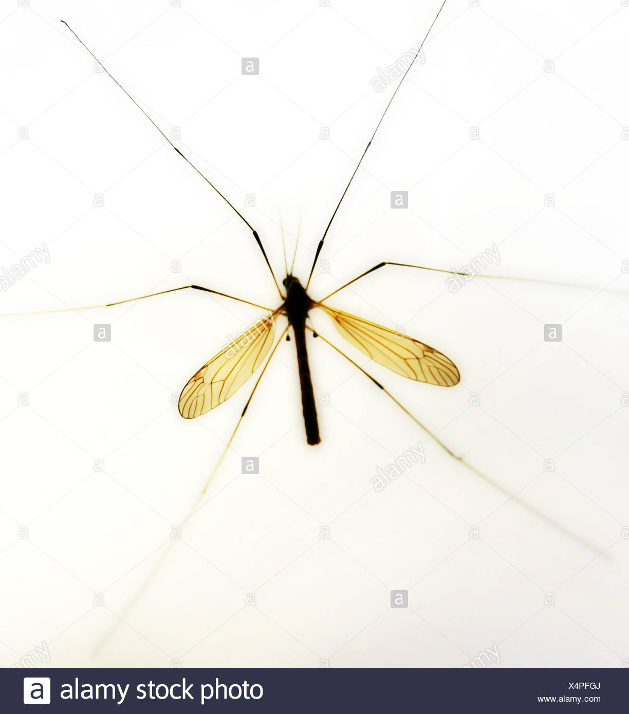 Daddy Longlegs High Resolution Stock Photography and Images - Alamy