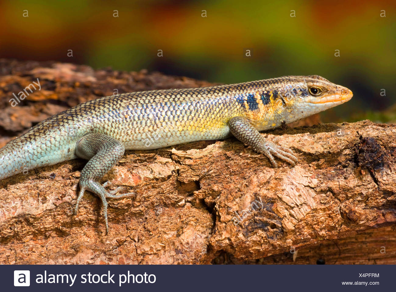 African Skink High Resolution Stock Photography and Images - Alamy