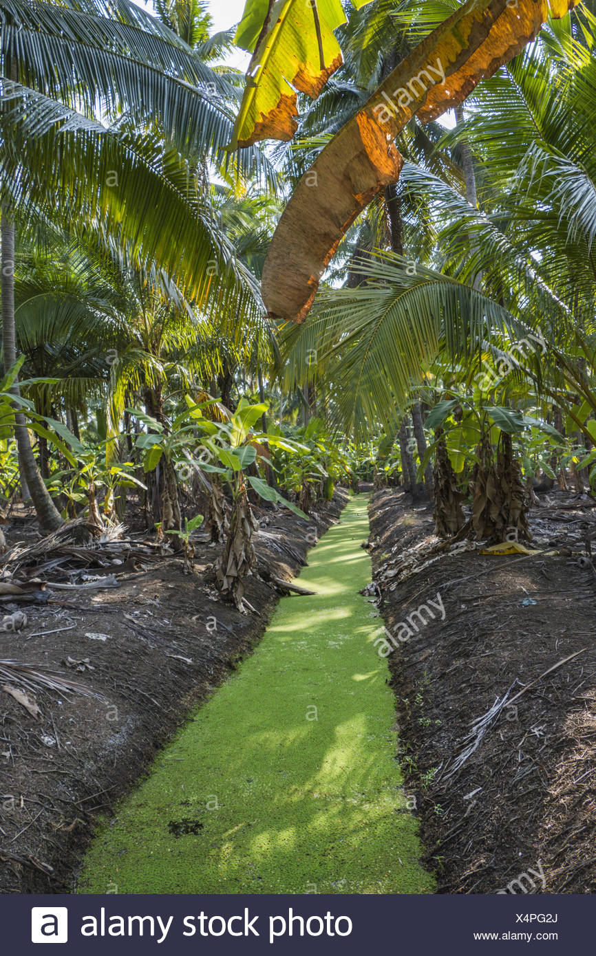 Coconut Plantation Thailand High Resolution Stock Photography and ...