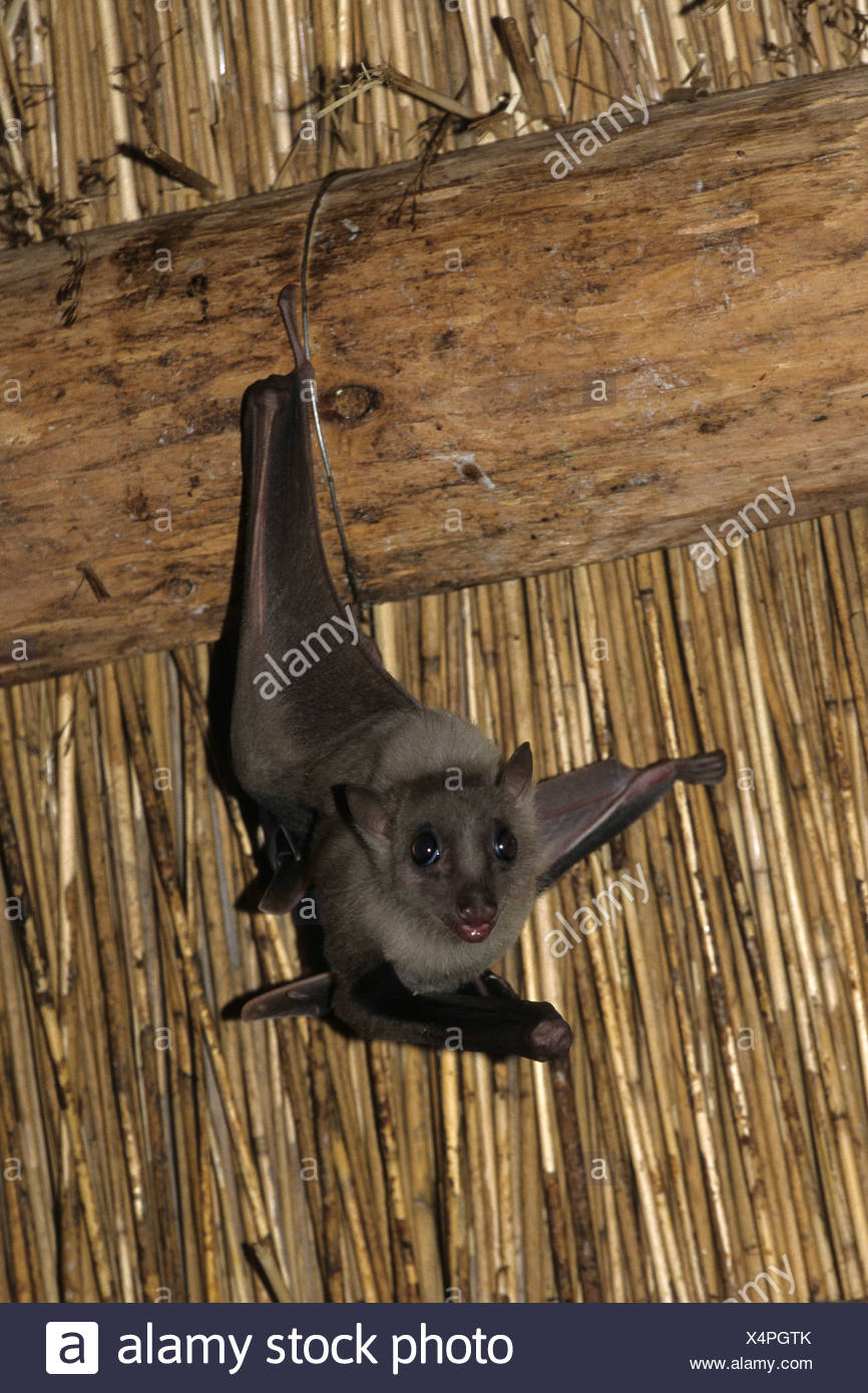 Rousettus Aegyptiacus High Resolution Stock Photography and Images - Alamy