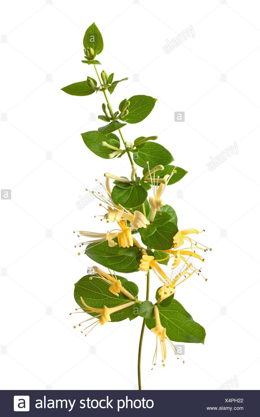 Flowering Honeysuckle High Resolution Stock Photography and Images - Alamy