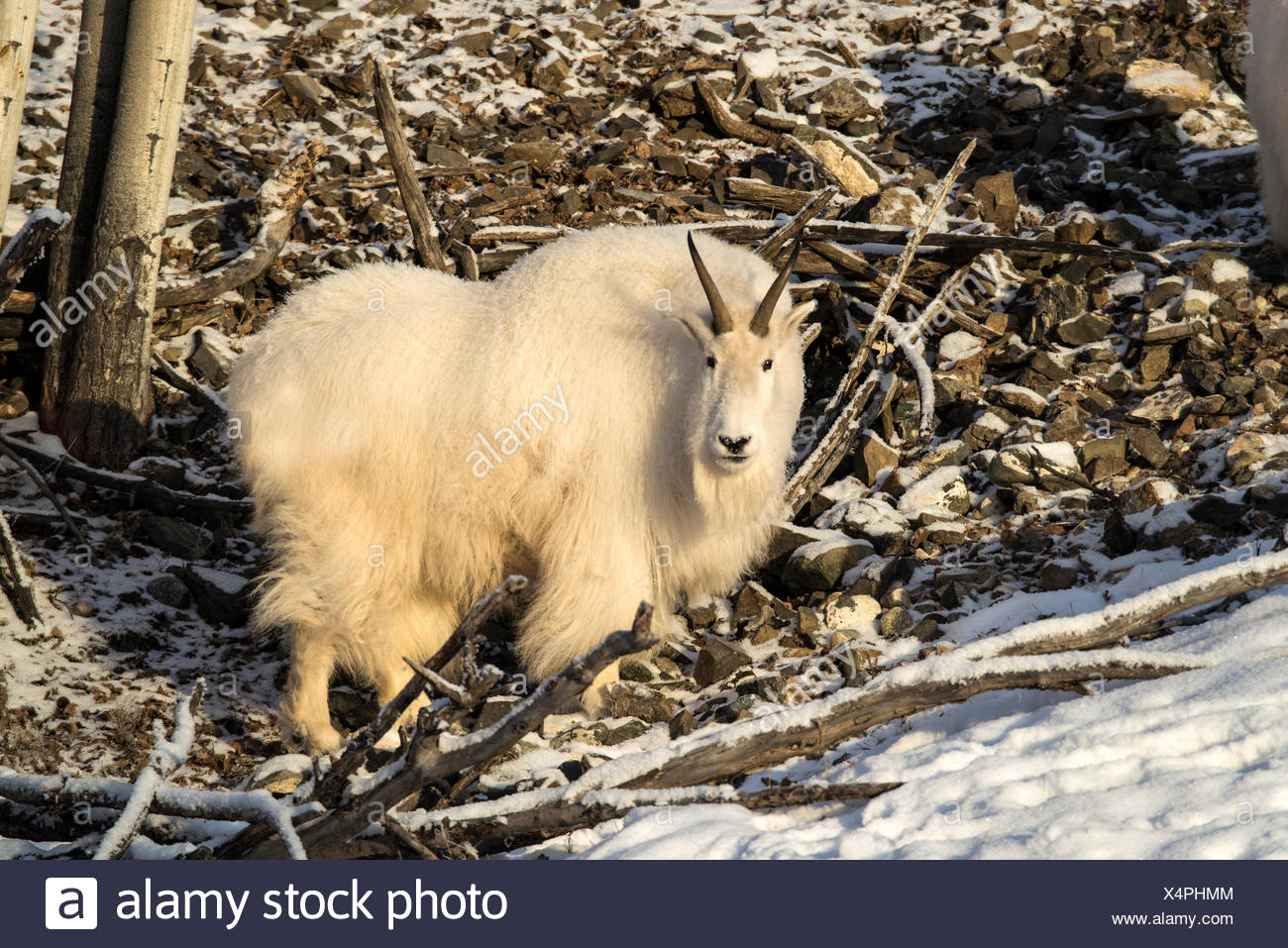 Mountain Goat Animal Snow Winter Canada White Stock Photos & Mountain ...