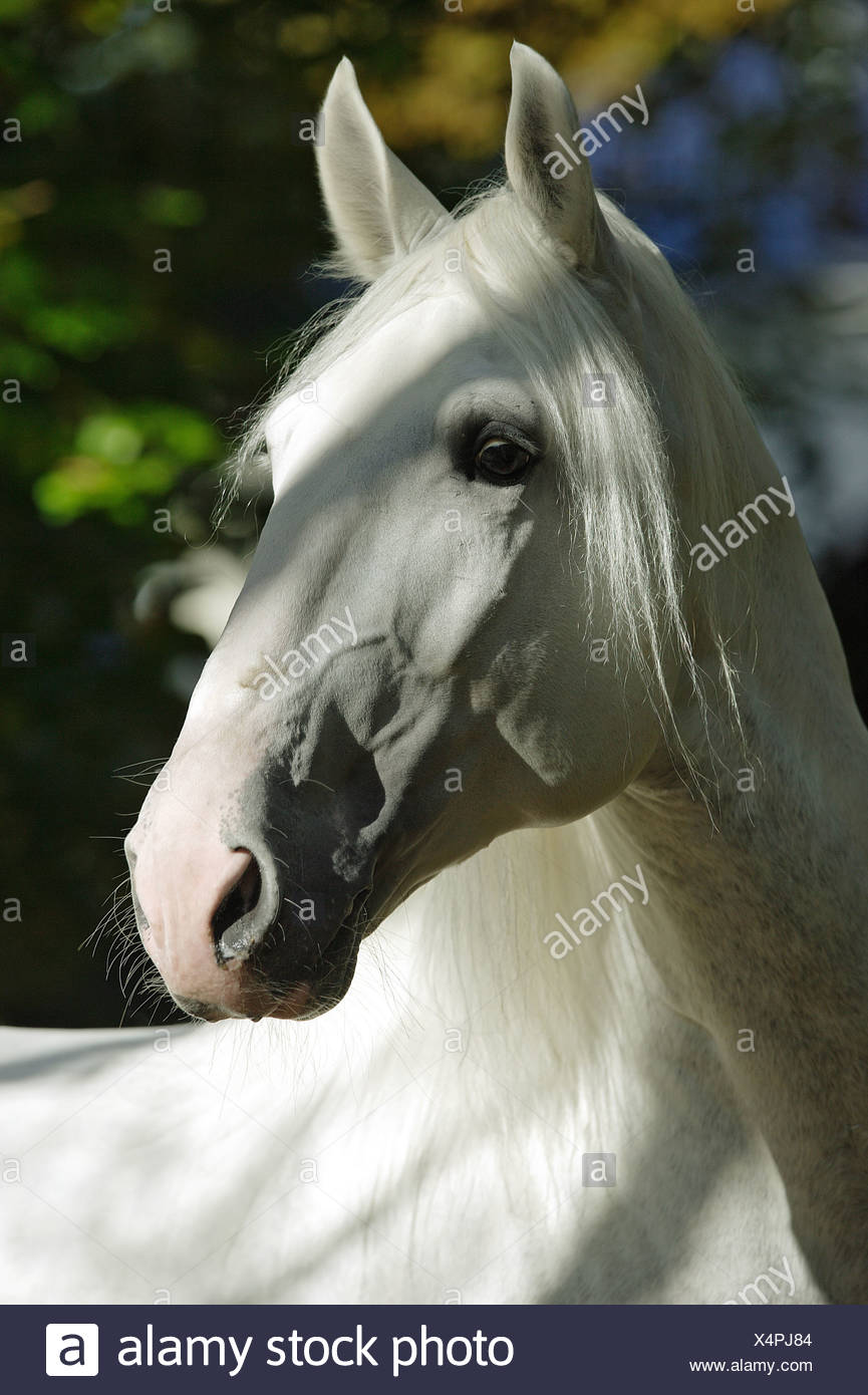 Kladruber Horse High Resolution Stock Photography and Images - Alamy