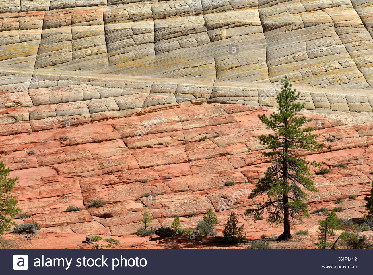 Pine Structure High Resolution Stock Photography and Images - Alamy