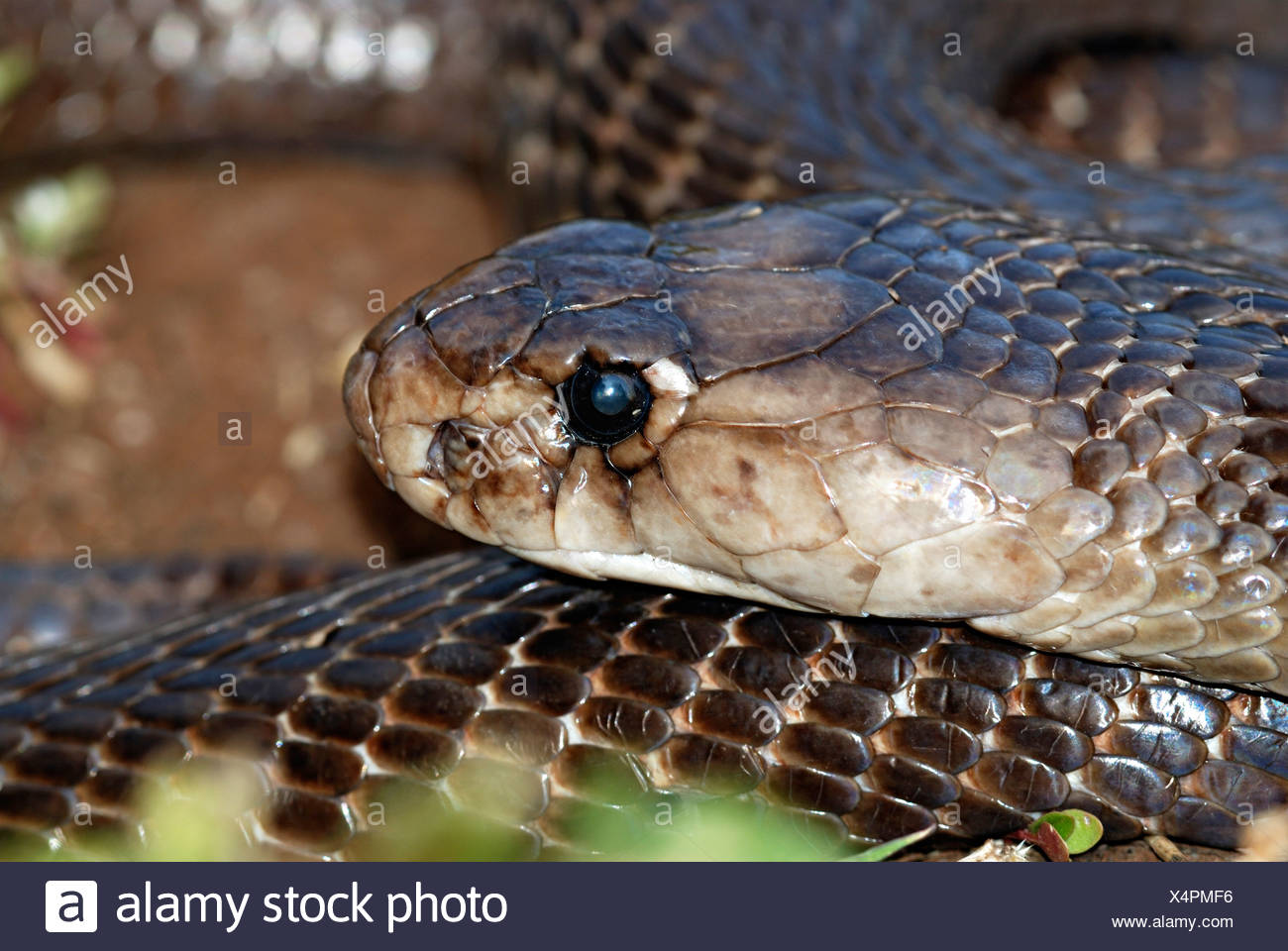 Elapid Snakes Stock Photos & Elapid Snakes Stock Images - Alamy