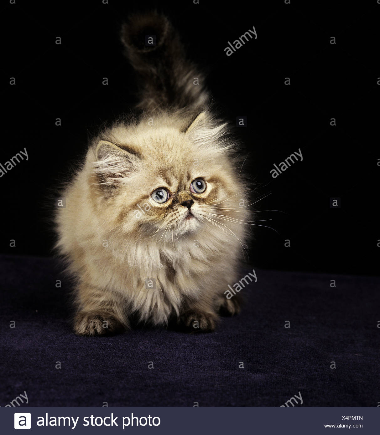 Colourpoint Seal Point Persian Domestic Cat High Resolution Stock ...