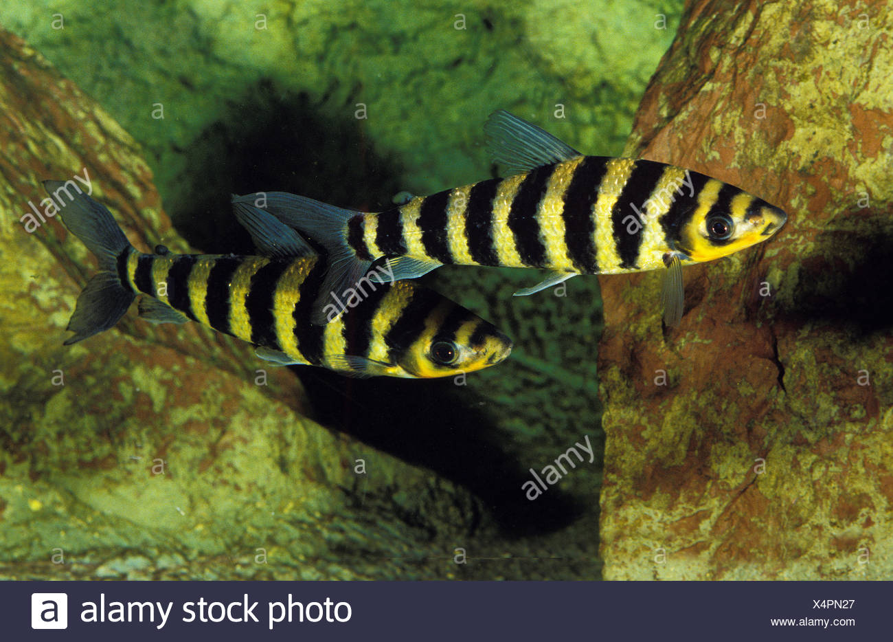 Leporinus High Resolution Stock Photography and Images - Alamy