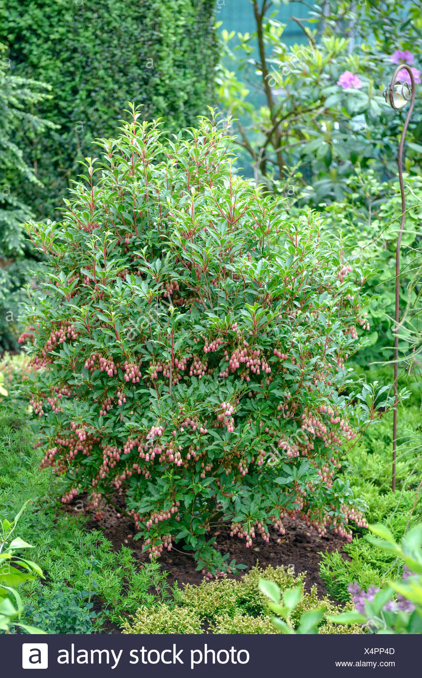 Enkianthus High Resolution Stock Photography and Images - Alamy
