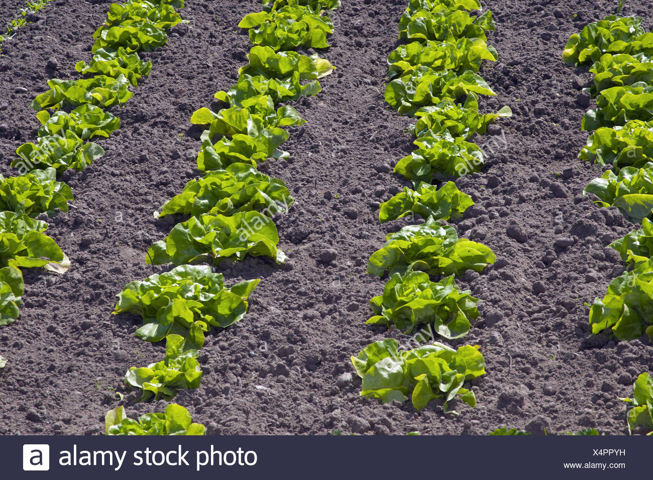 Lettuce Field Stock Photos & Lettuce Field Stock Images - Alamy
