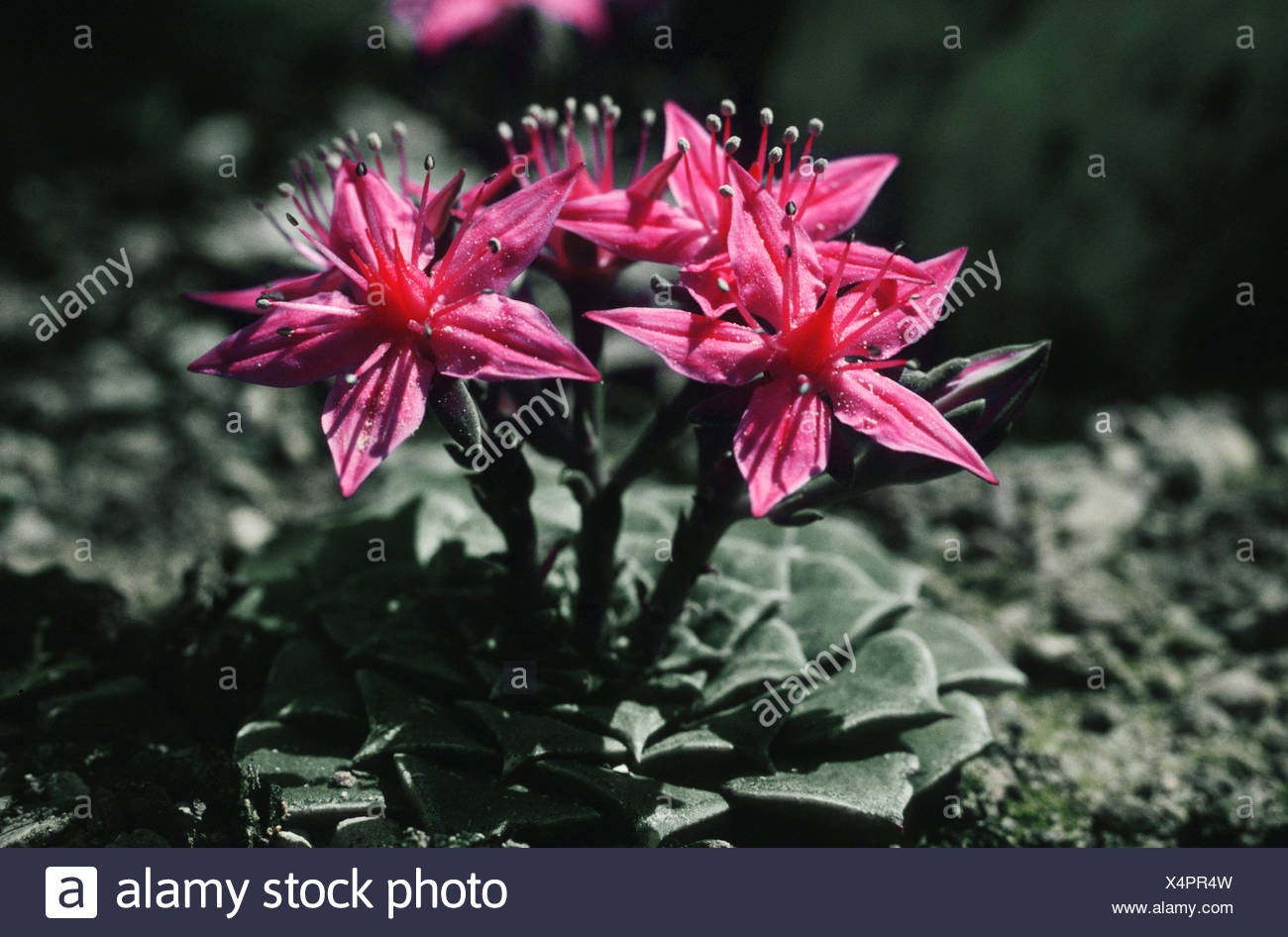 Graptopetalum Bellum Tacitus High Resolution Stock Photography and ...
