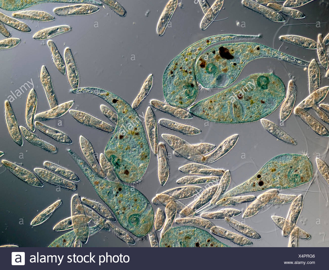 Ciliat With High Resolution Stock Photography and Images - Alamy