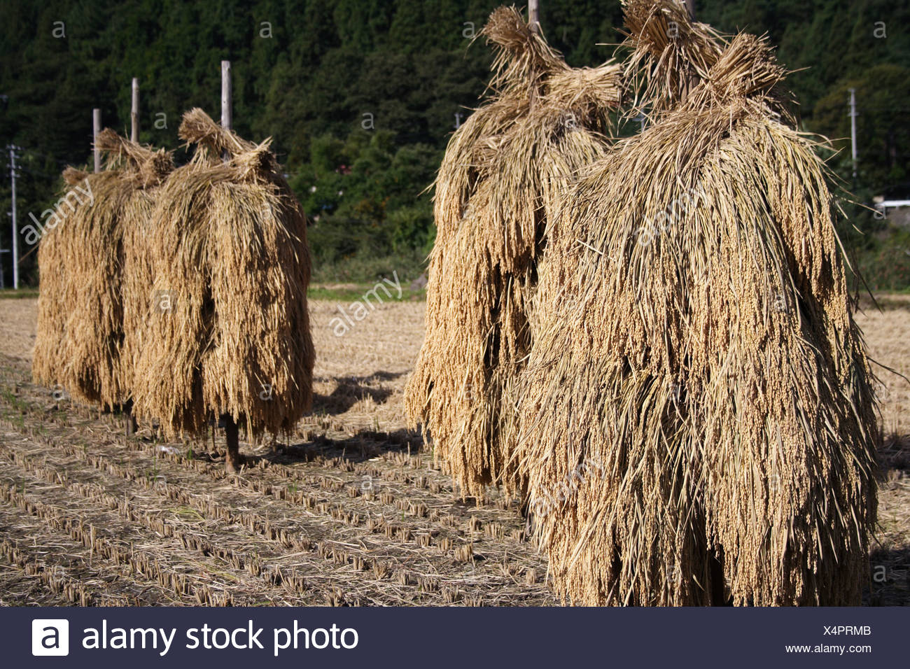 Rice Bale High Resolution Stock Photography and Images - Alamy