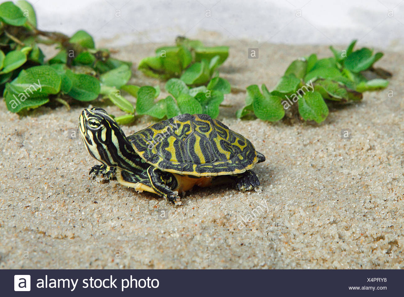 Young Slider Turtle High Resolution Stock Photography and Images - Alamy