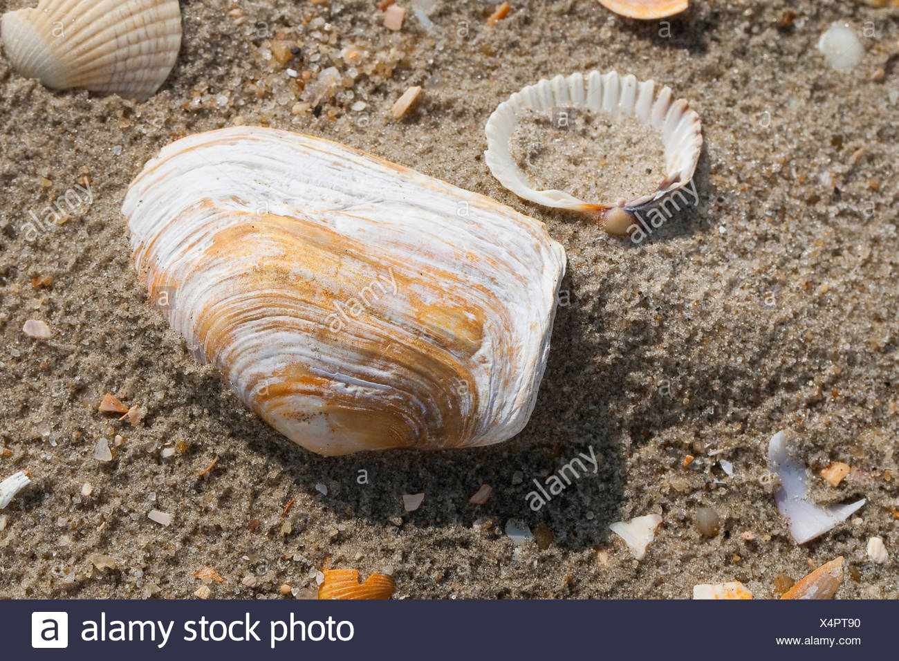 Sand Gaper High Resolution Stock Photography and Images - Alamy