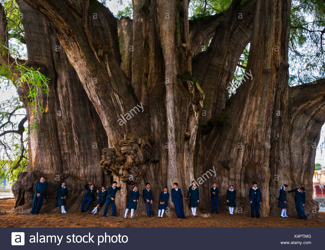 Arbol Del Tule Stock Photos & Arbol Del Tule Stock Images - Alamy