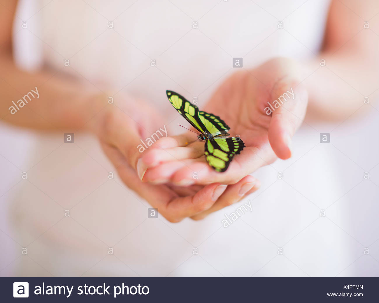 Butterfly In Cupped Hands High Resolution Stock Photography and Images ...