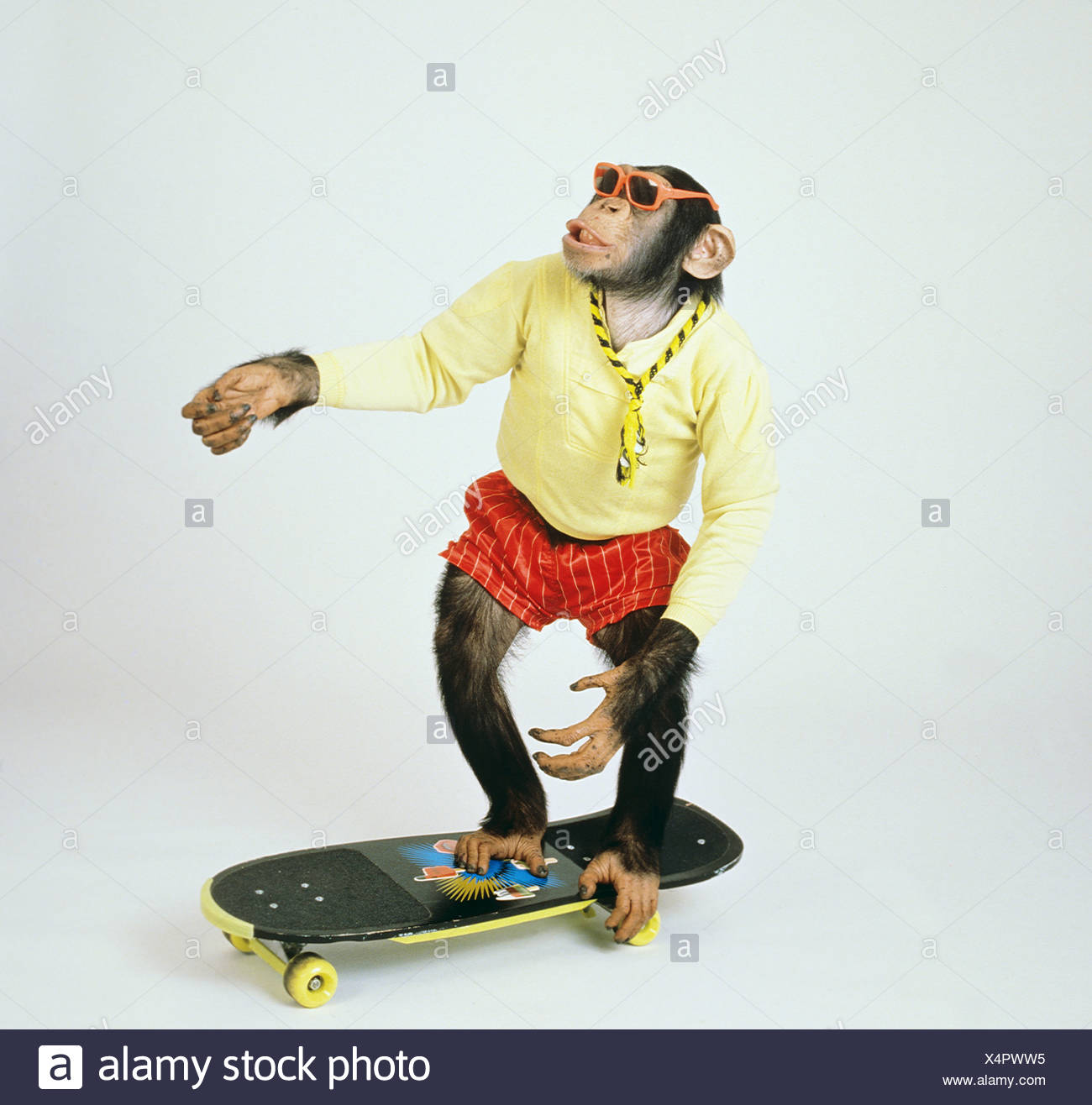 Chimpanzee Monkey Clothes High Resolution Stock Photography and Images ...