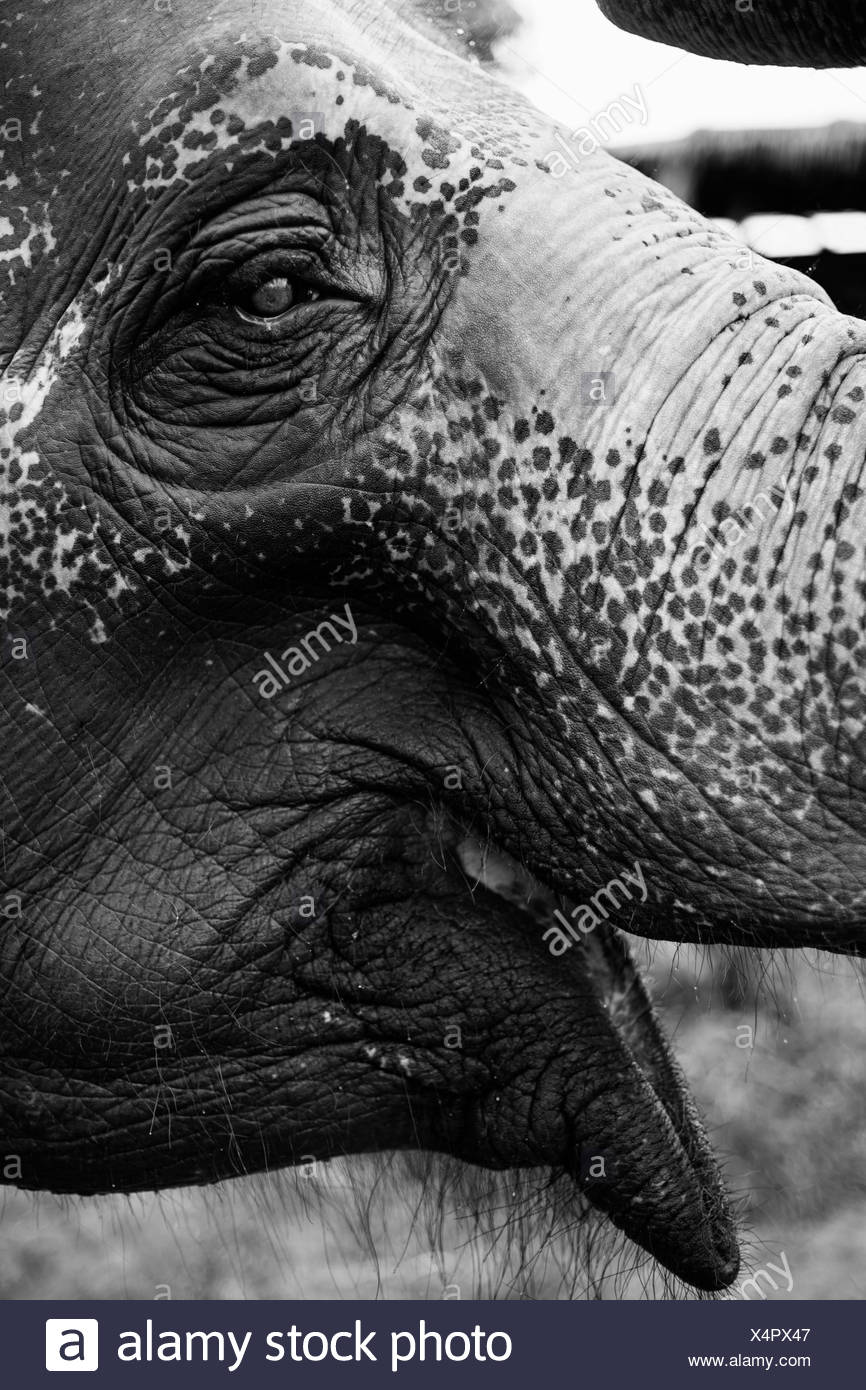 Elephant Open Mouth Stock Photos & Elephant Open Mouth Stock Images - Alamy