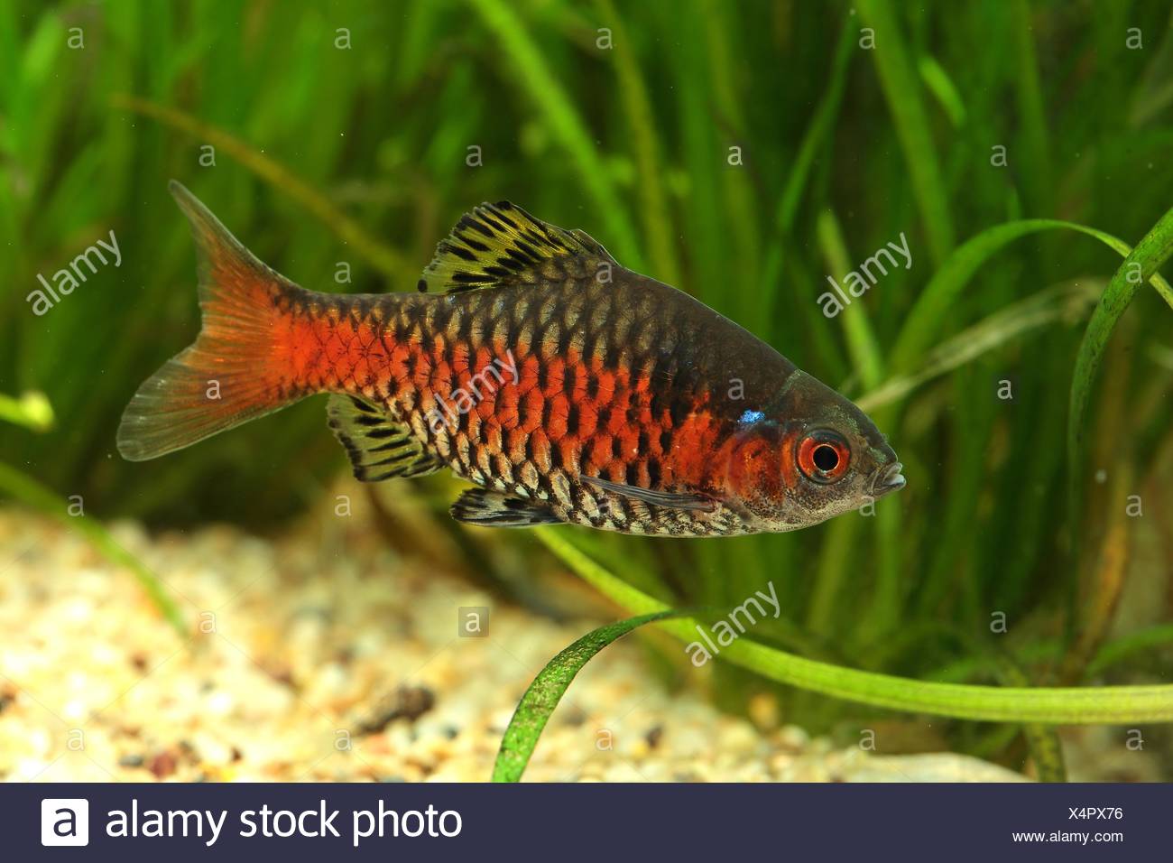 Ticto High Resolution Stock Photography and Images - Alamy