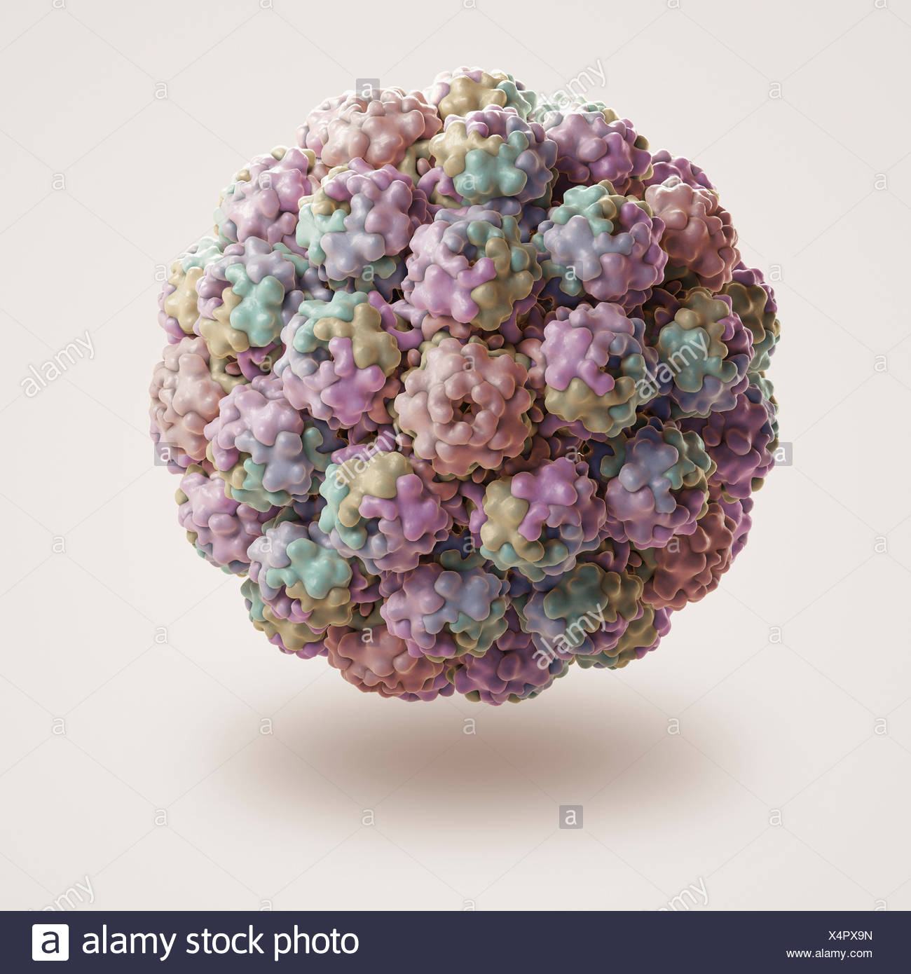 Polyomaviridae Stock Photos & Polyomaviridae Stock Images - Alamy