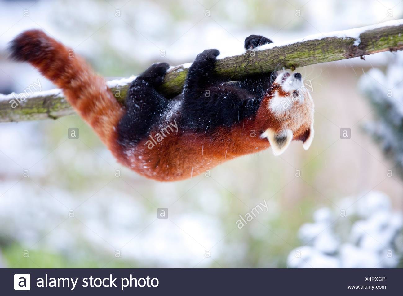 Red Panda Side View High Resolution Stock Photography and Images - Alamy