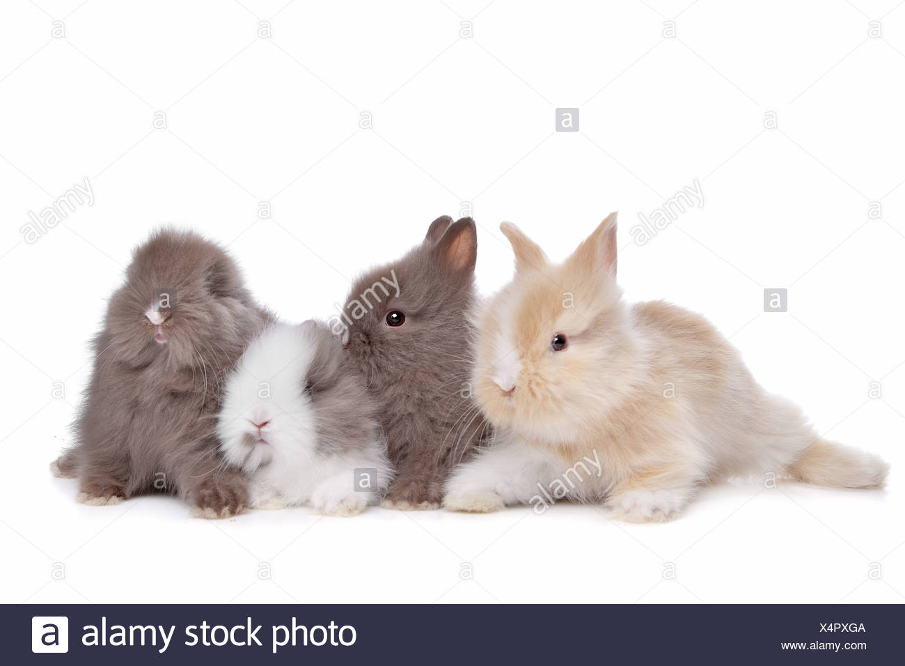 Four Rabbits Stock Photos & Four Rabbits Stock Images - Alamy