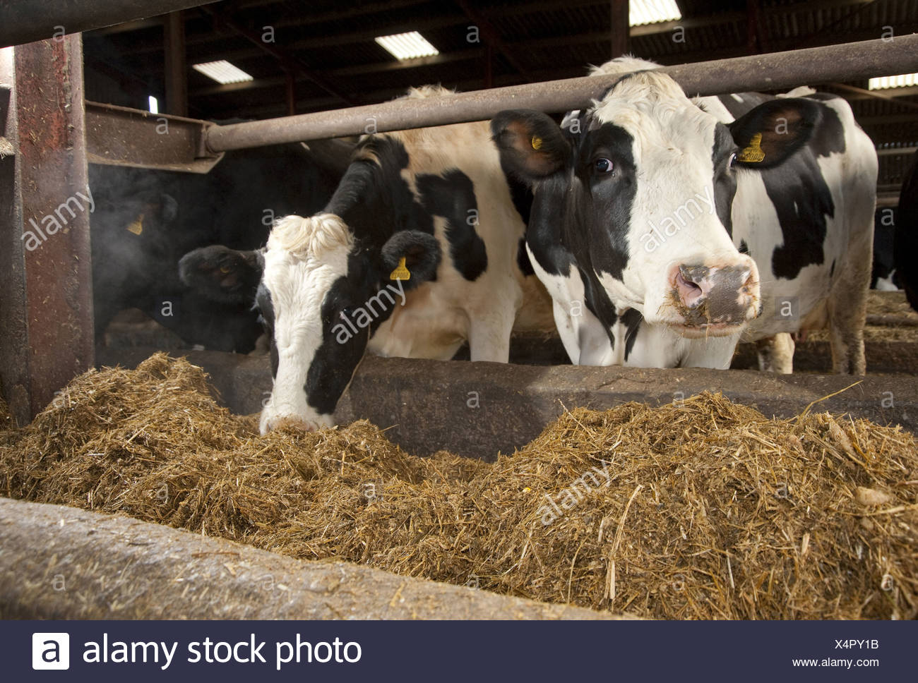 Total Mixed Ration High Resolution Stock Photography and Images - Alamy