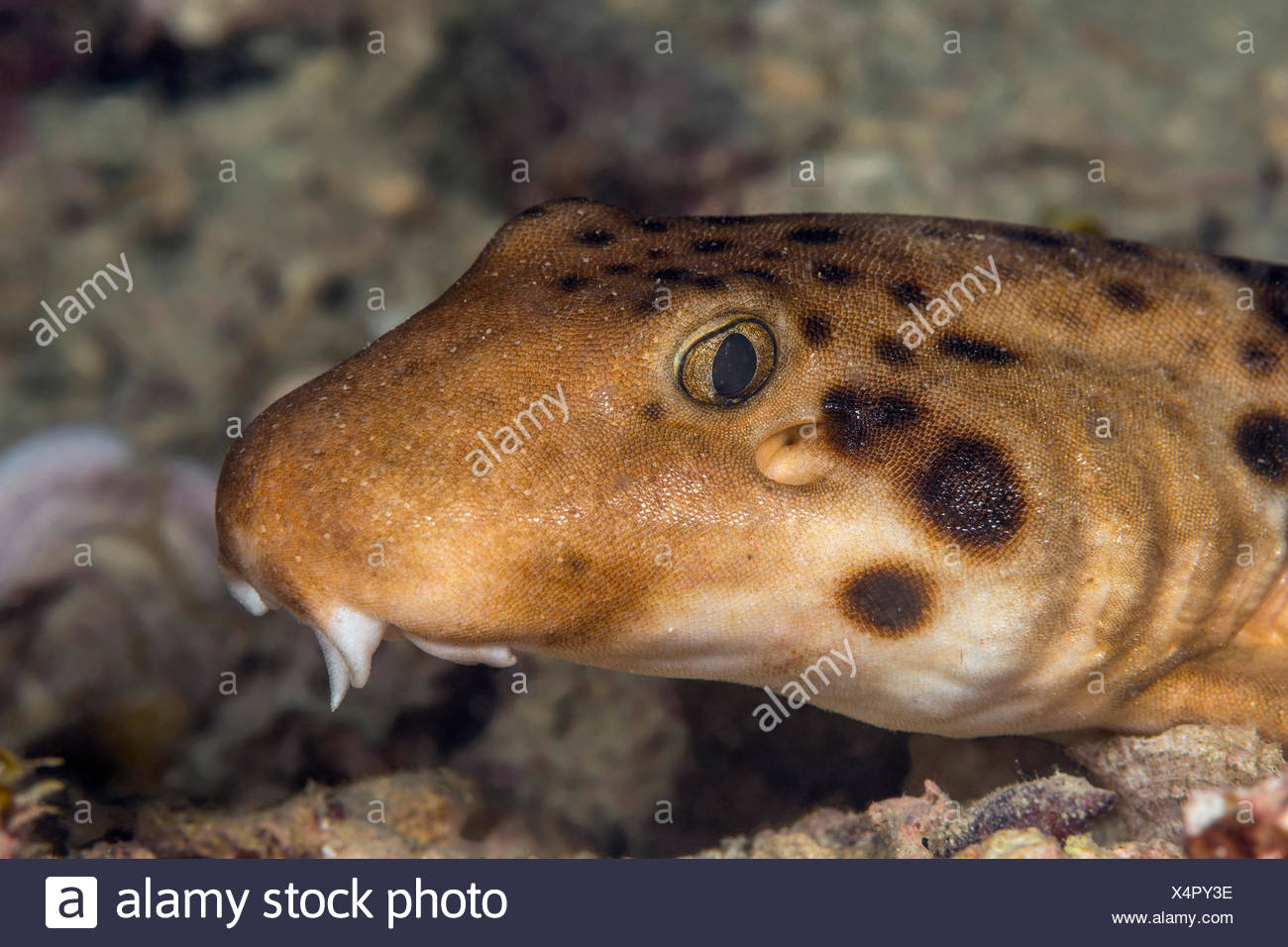 Carpetshark High Resolution Stock Photography and Images - Alamy