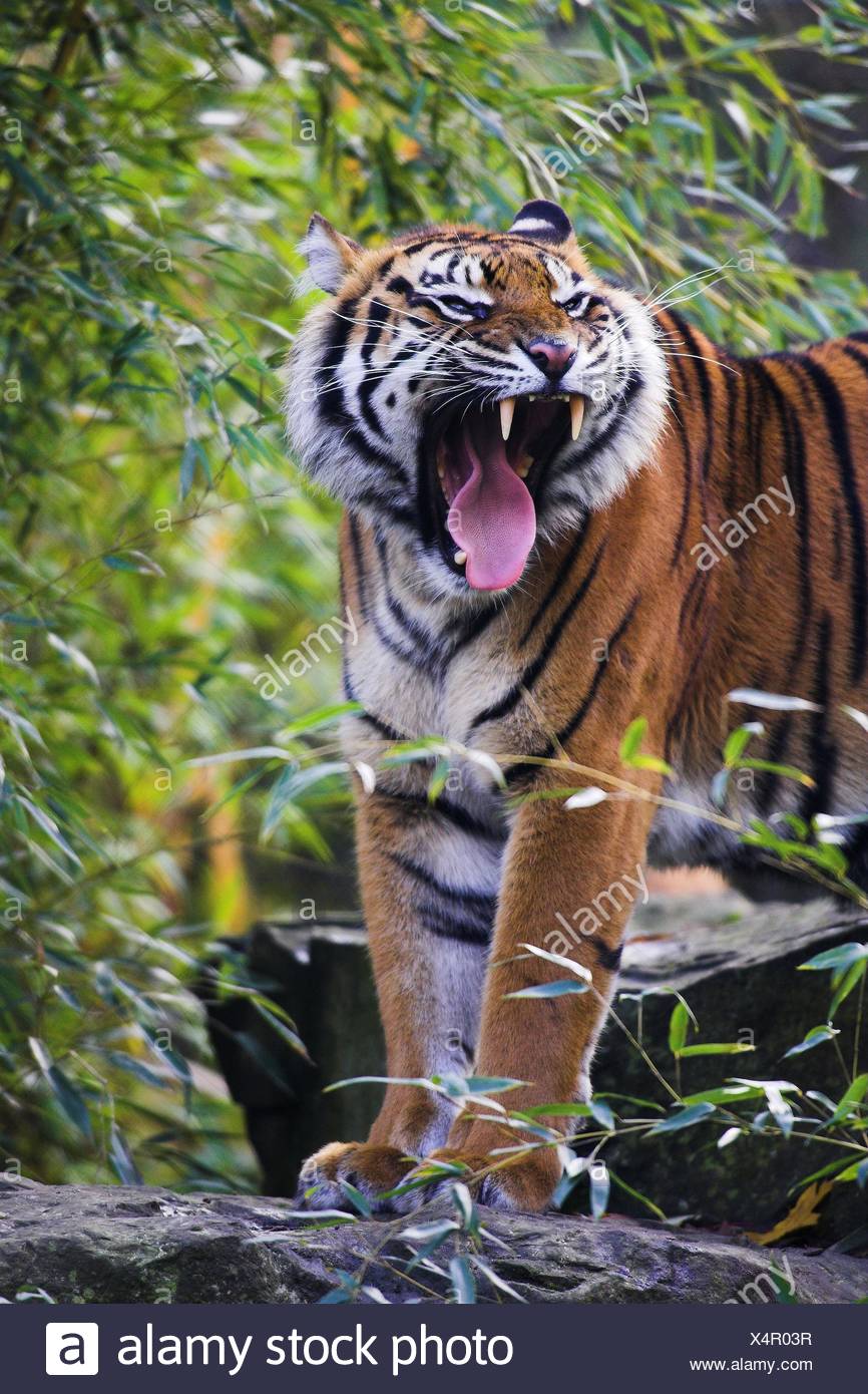 Animal Yawning High Resolution Stock Photography and Images - Alamy