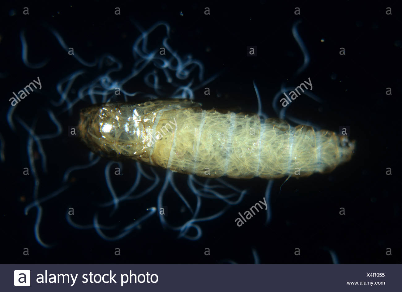 Sciarid Fly Stock Photos & Sciarid Fly Stock Images - Alamy