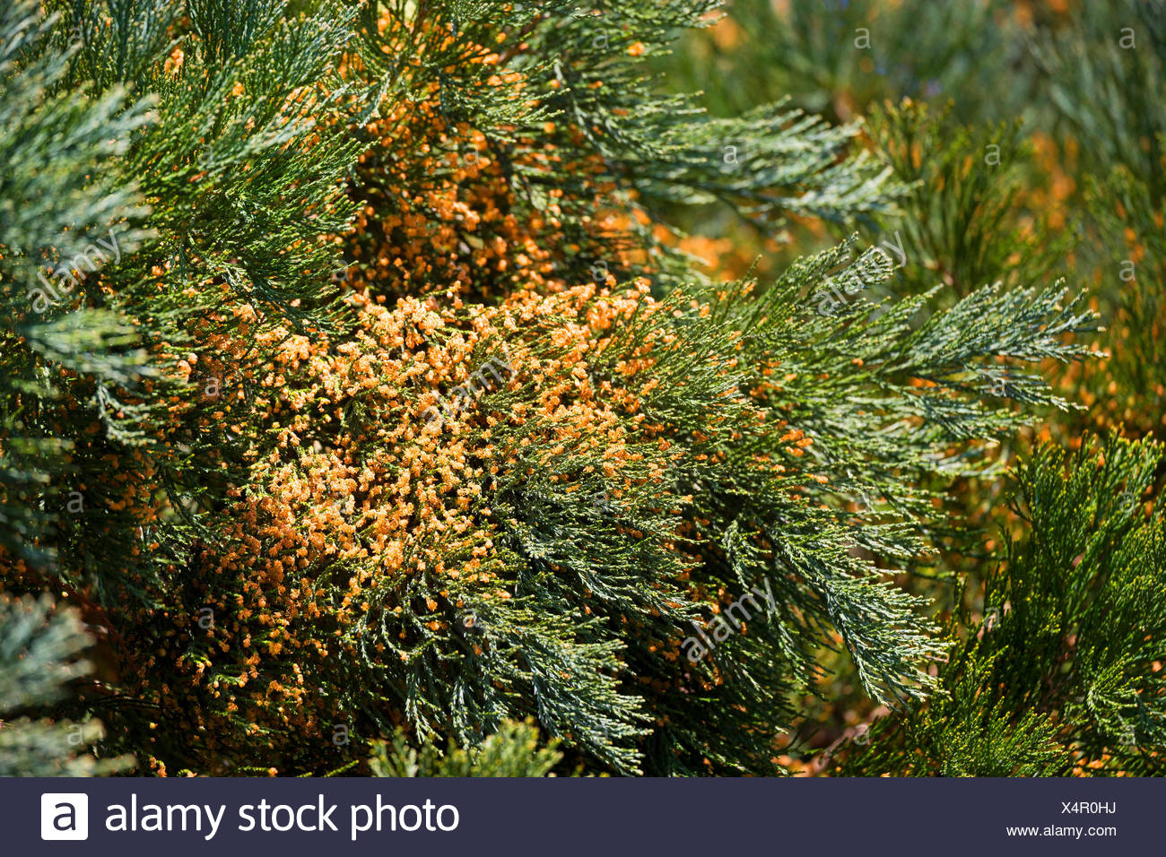 Giant Sequoia Flower High Resolution Stock Photography and Images - Alamy