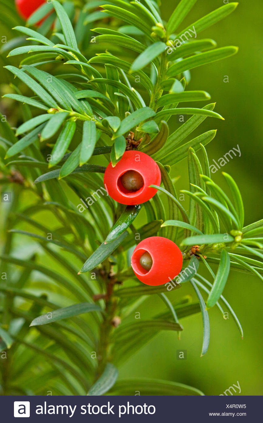 Gymnosperm Seeds High Resolution Stock Photography and Images - Alamy
