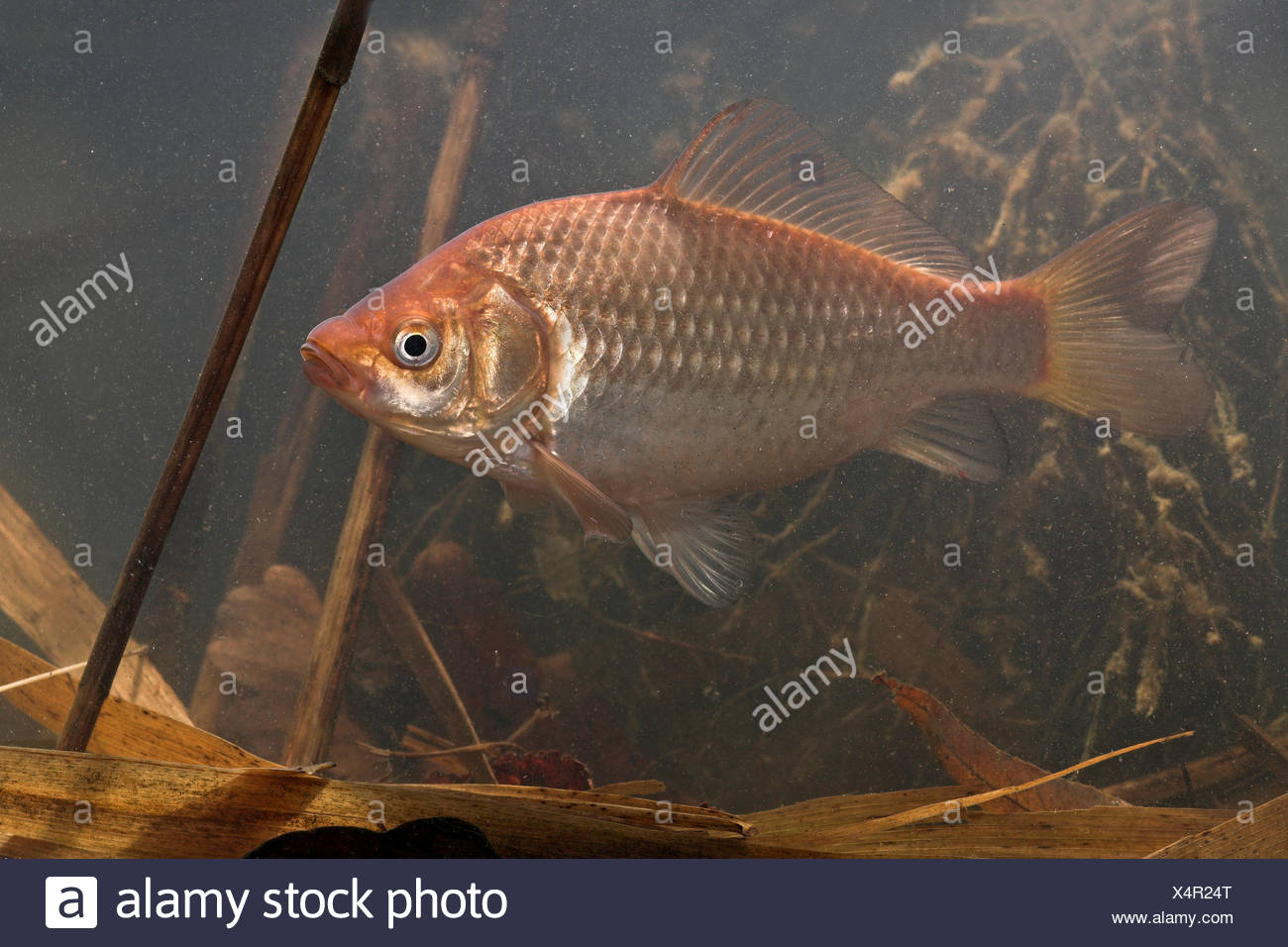 Carp Fish Dead Environment High Resolution Stock Photography and Images ...