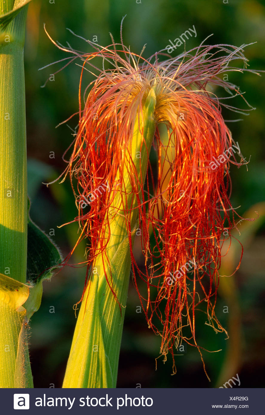 Corn Pollen High Resolution Stock Photography and Images - Alamy