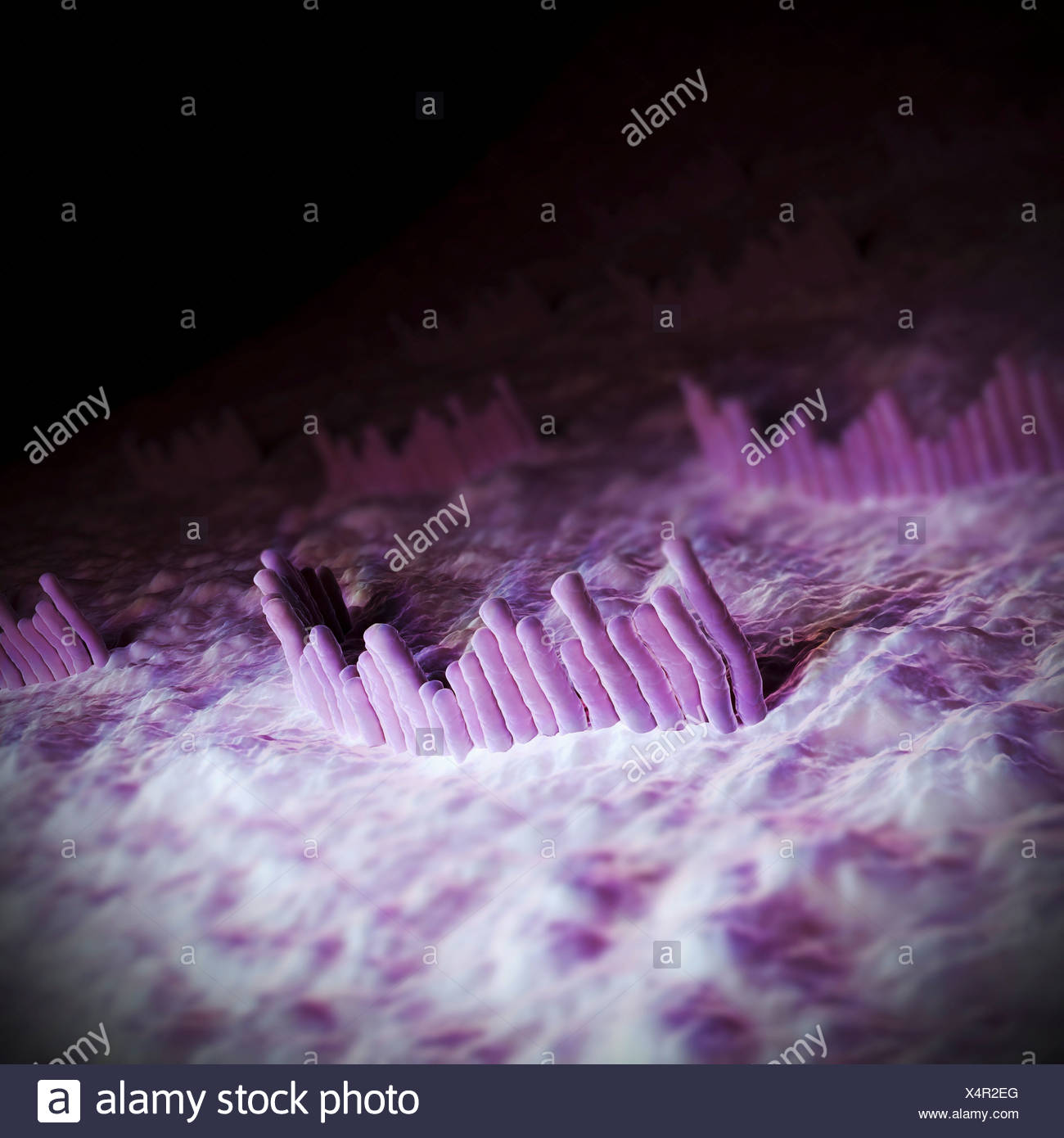 Inner Ear Hair Cells High Resolution Stock Photography and Images - Alamy
