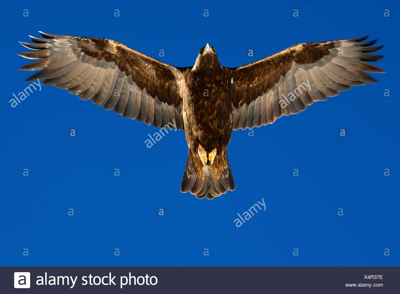 Golden Eagle Soaring Stock Photos & Golden Eagle Soaring Stock Images ...