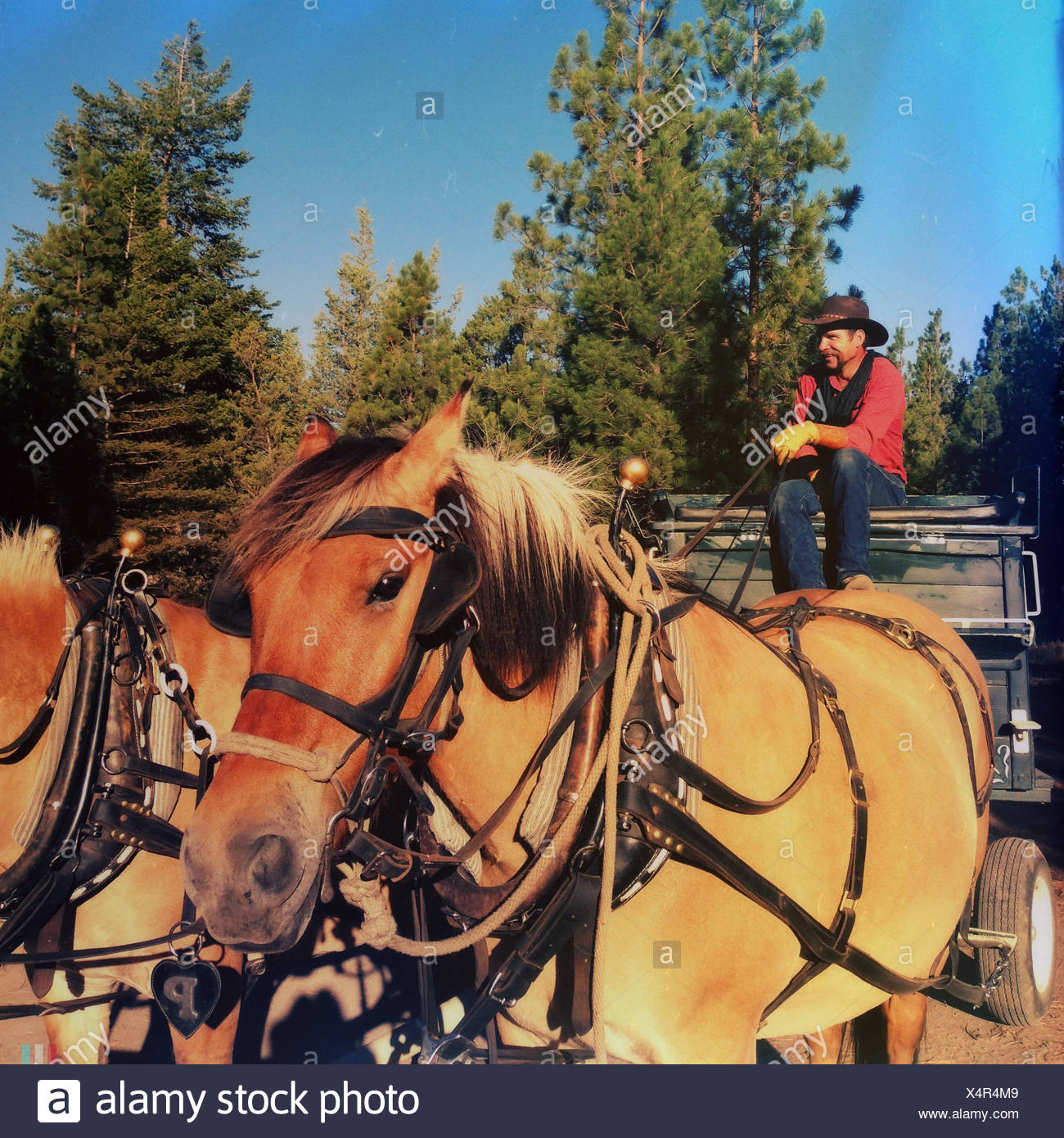 Mature Cowboy High Resolution Stock Photography and Images - Alamy