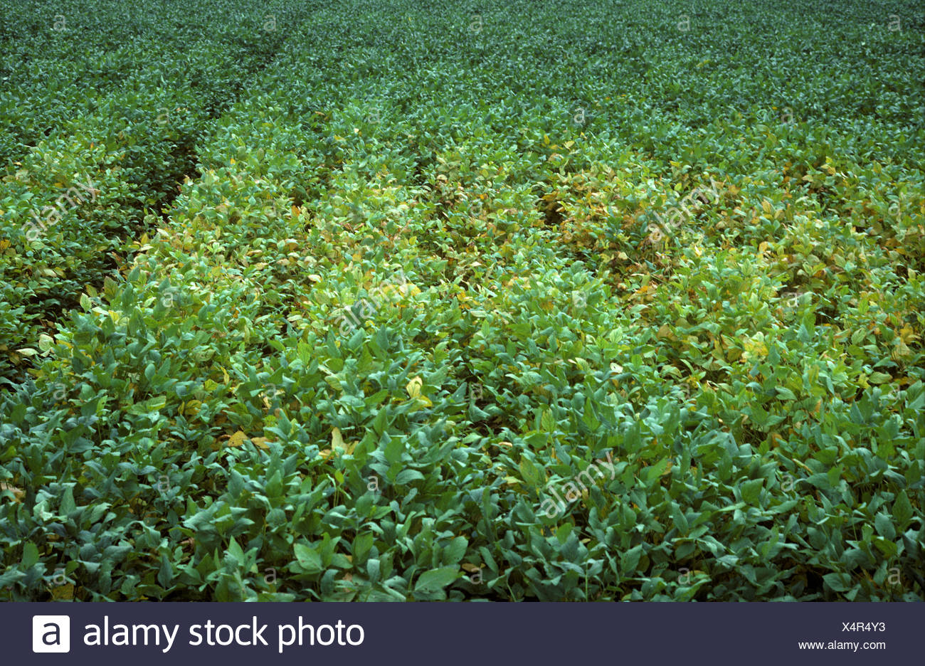 Root Knot Nematode High Resolution Stock Photography and Images - Alamy